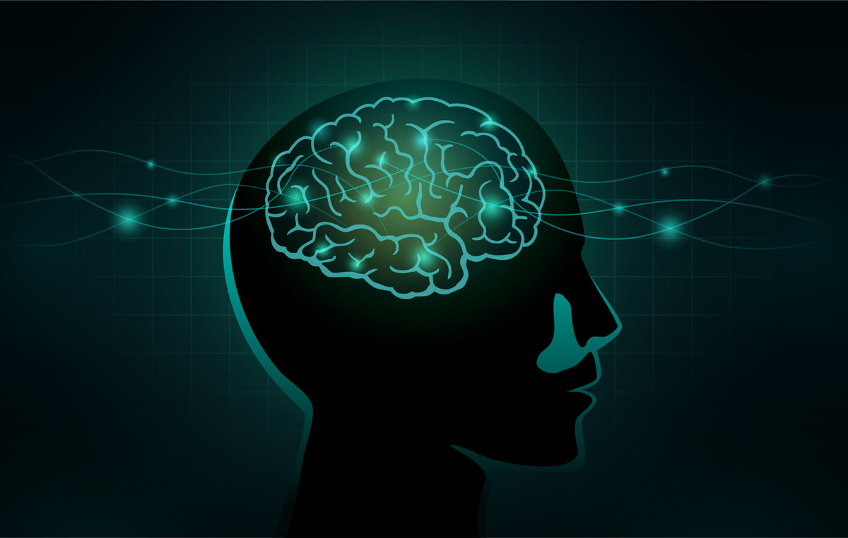 Sistem nervos – Vanelli HUMAN